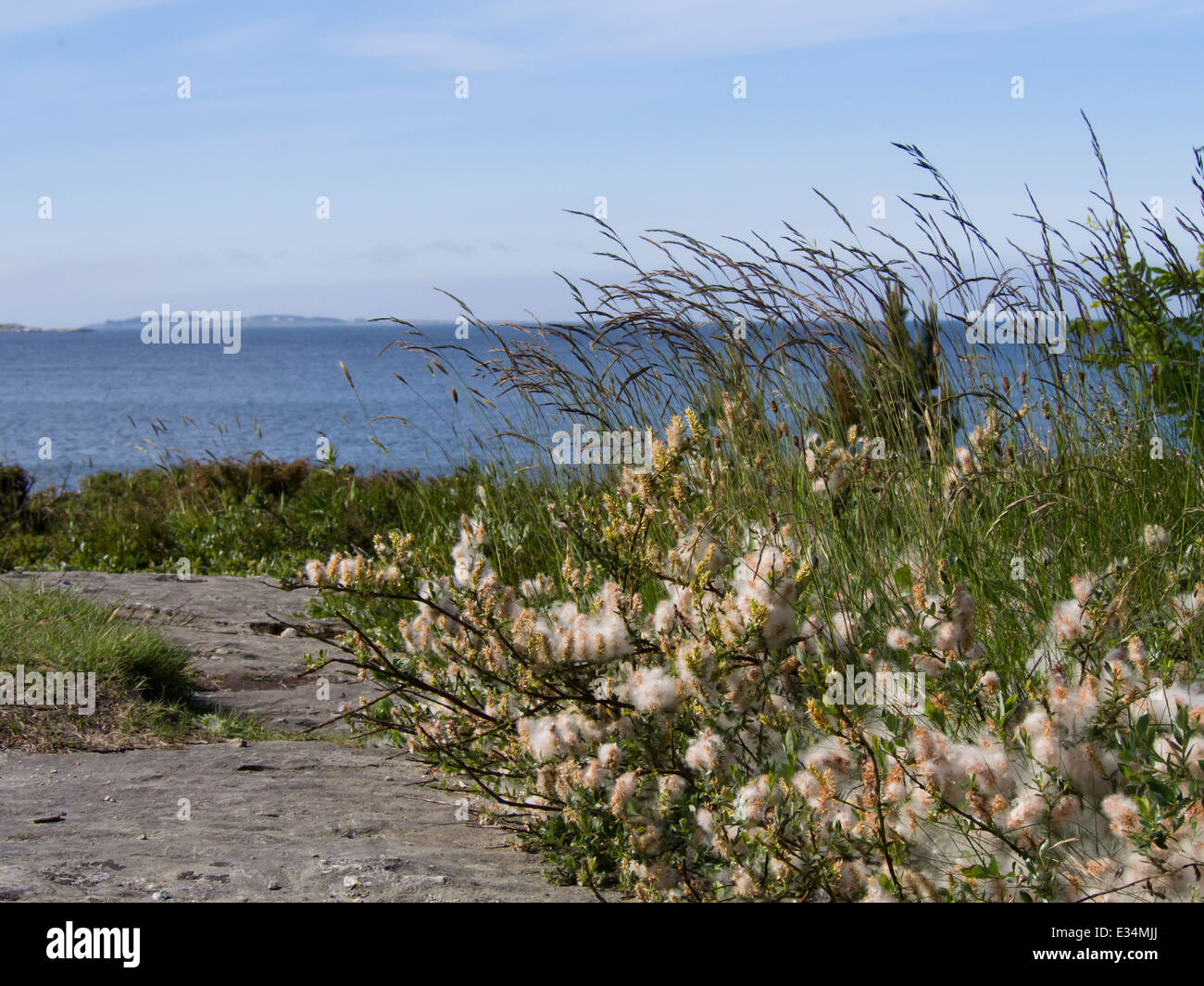 Salix shrubs and grass straws on the north sea coast of Norway, idyllic ...