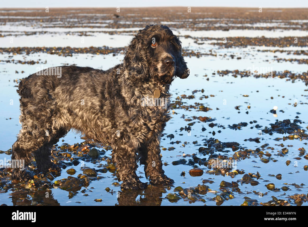 An English cocker spaniel standing and looking past the camera on a ...