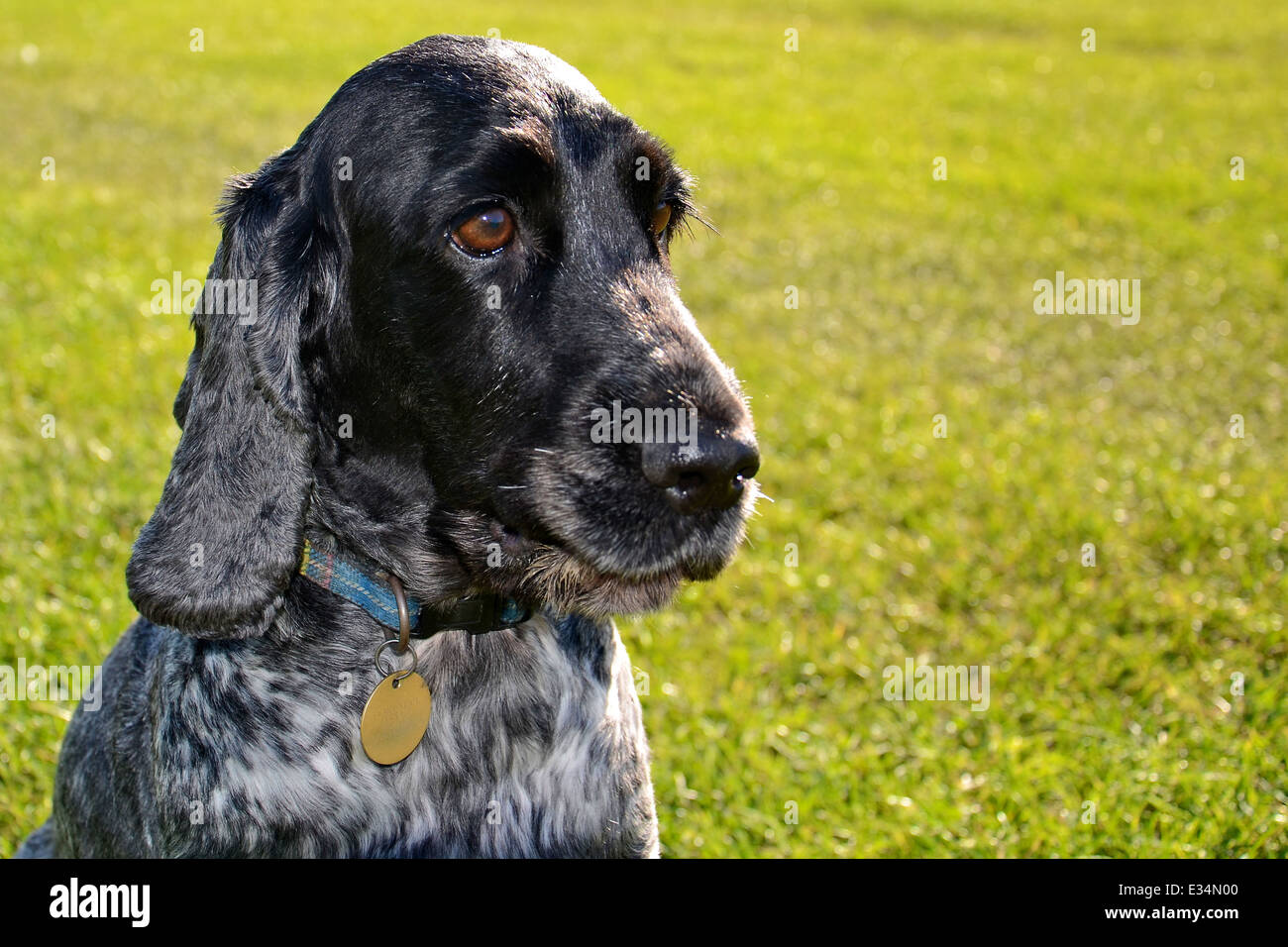 A head shot of an English cocker spaniel with a green grassy background ...