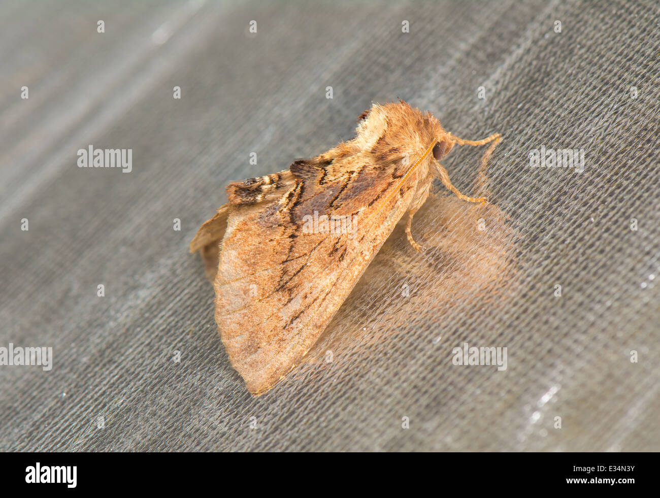 night butterfly - Ptilodon capucina Stock Photo - Alamy