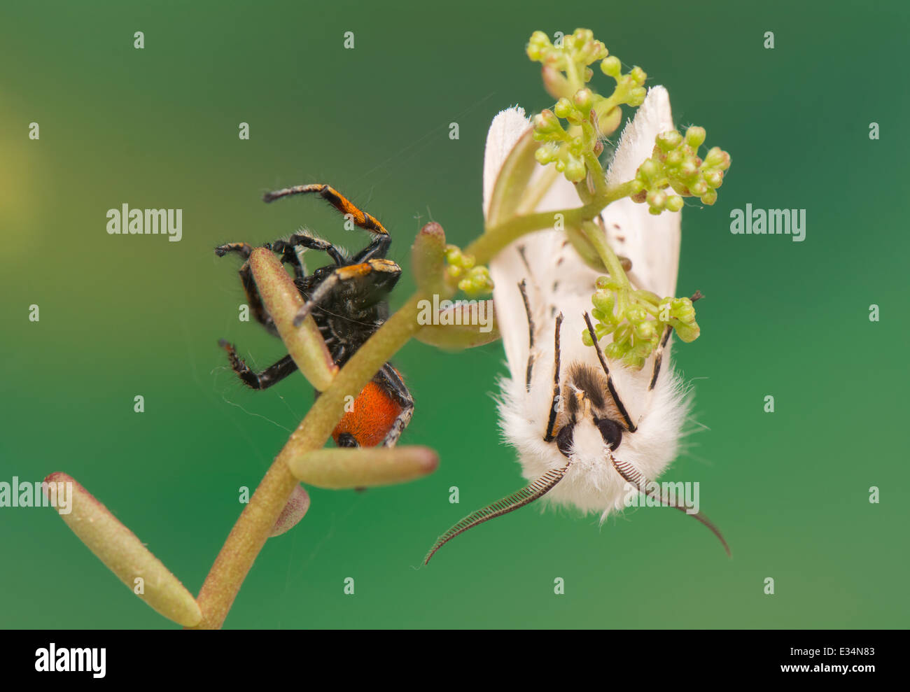 night butterfly - Spilosoma lubricipeda and Philaeus chrysops - Jumping ...