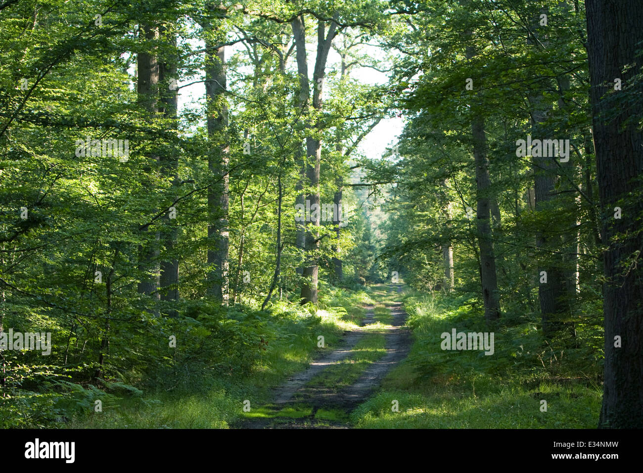 Foret de Compeigne France Stock Photo - Alamy