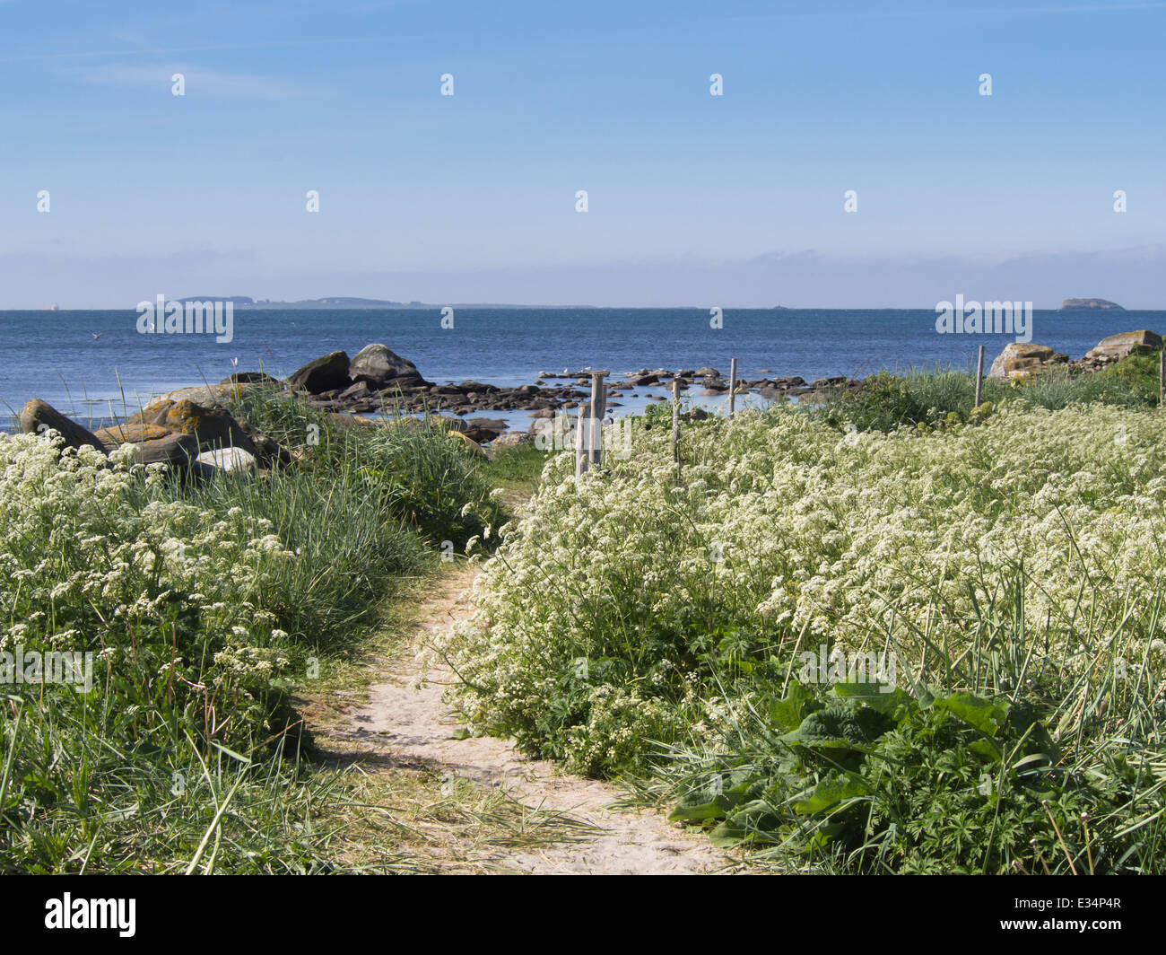 Coastal path on the North sea in Jaeren Norway , cow parsley lines the ...