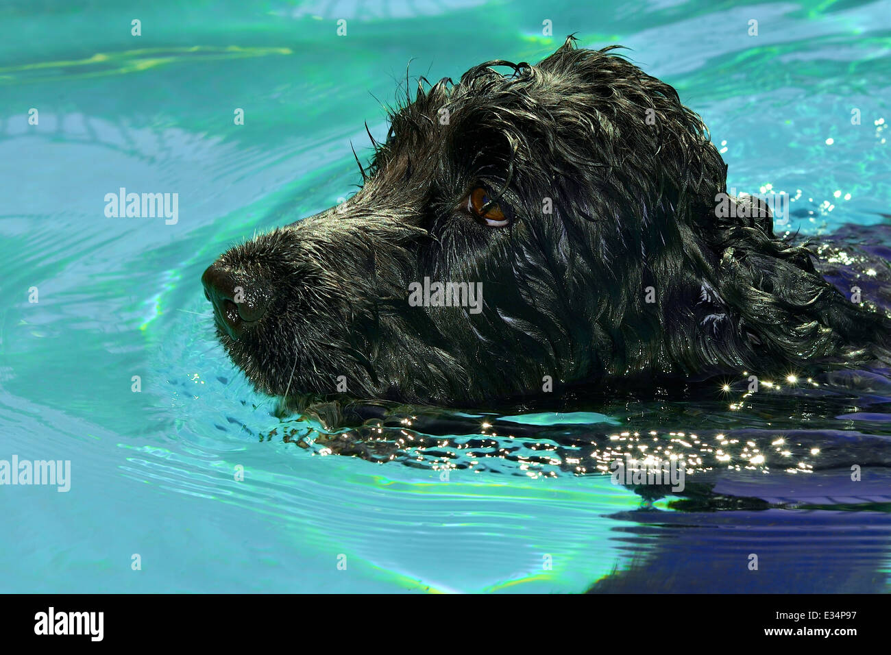 A swimming dog. An English cocker spaniel paddles in the swimming pool ...