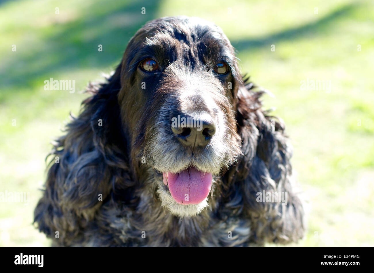 Cocker spaniel teeth hi-res stock photography and images - Alamy