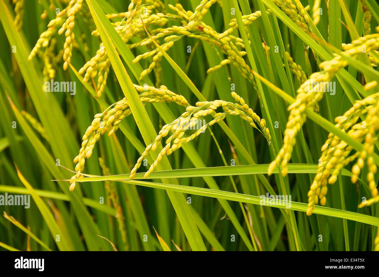 Rice field ready for harvest on summer Stock Photo - Alamy