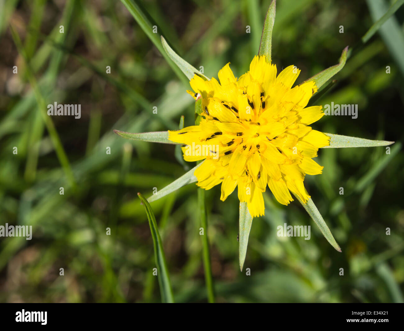 Tragopogon pratensis, Meadow Salsify close up of yellow flower with ...
