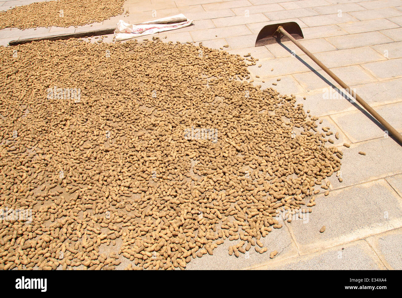 The close view of peanuts in sun drying Stock Photo - Alamy