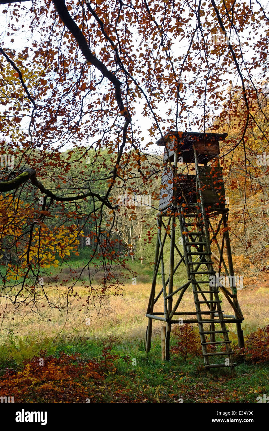 Perch in the forest Ruegen Island Jasmund National Park Germany Stock ...