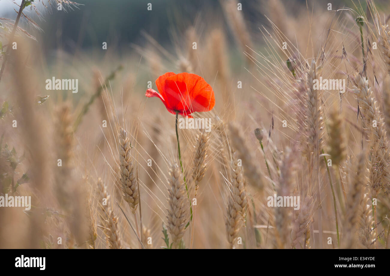 Red poppy is pictured in a meadow near Frankfurt/Main, Germany, 22 June ...