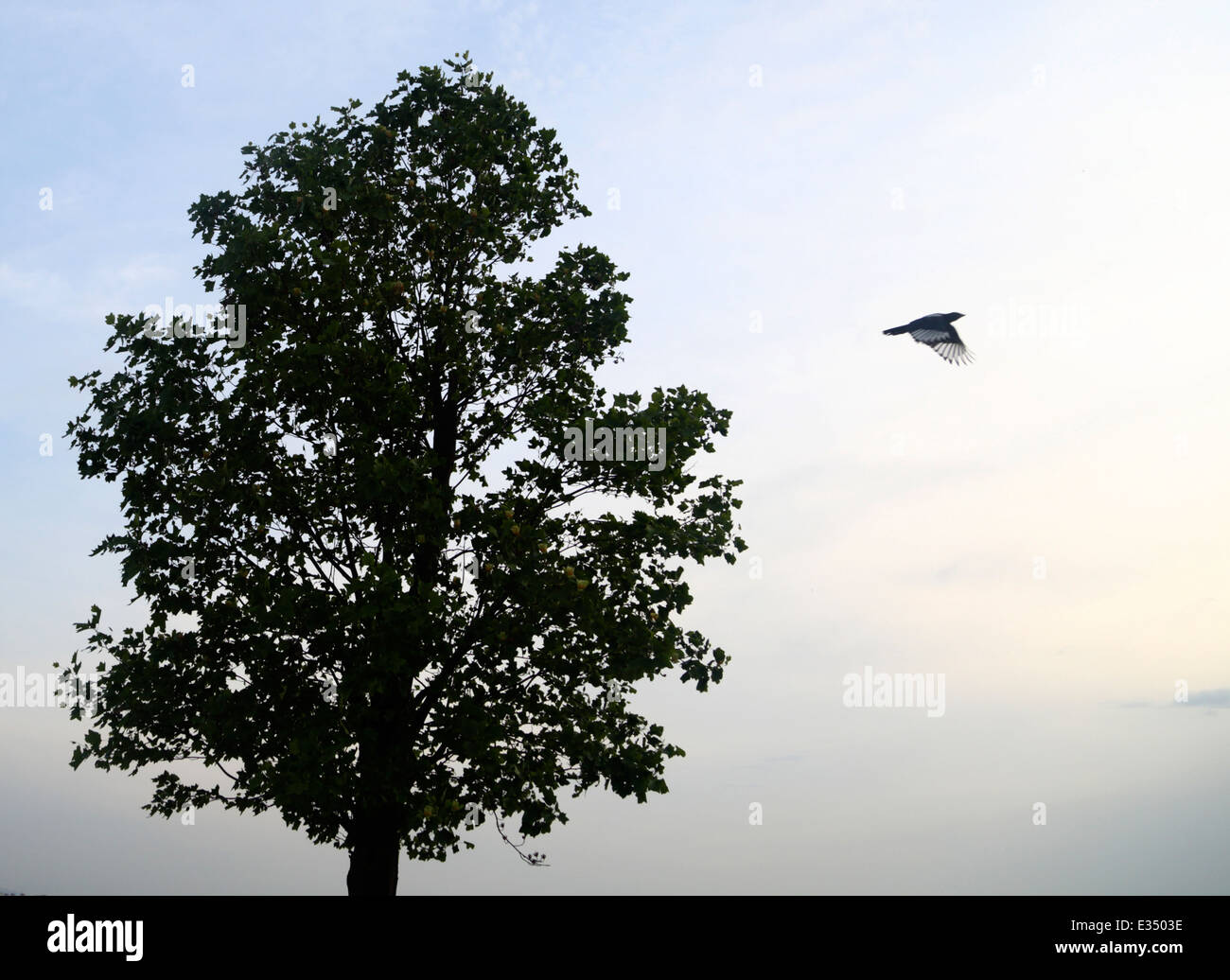 Flying off tree hi-res stock photography and images - Alamy