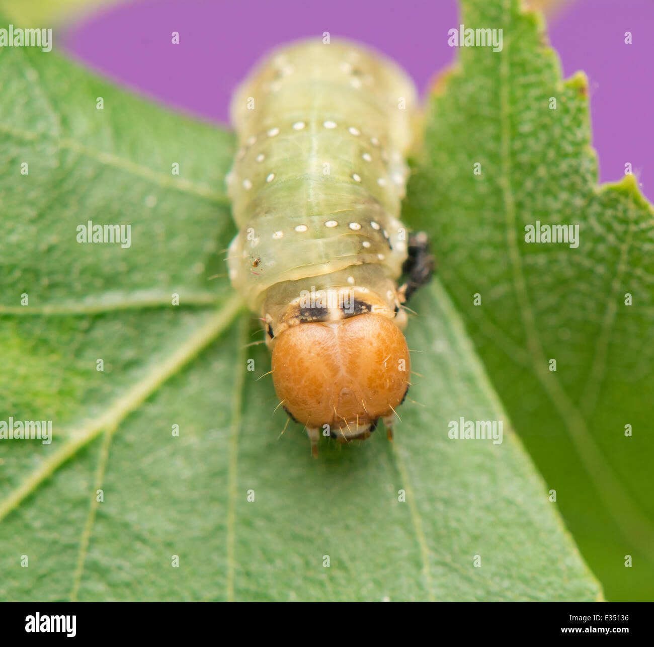 Achlya flavicornis hi-res stock photography and images - Alamy