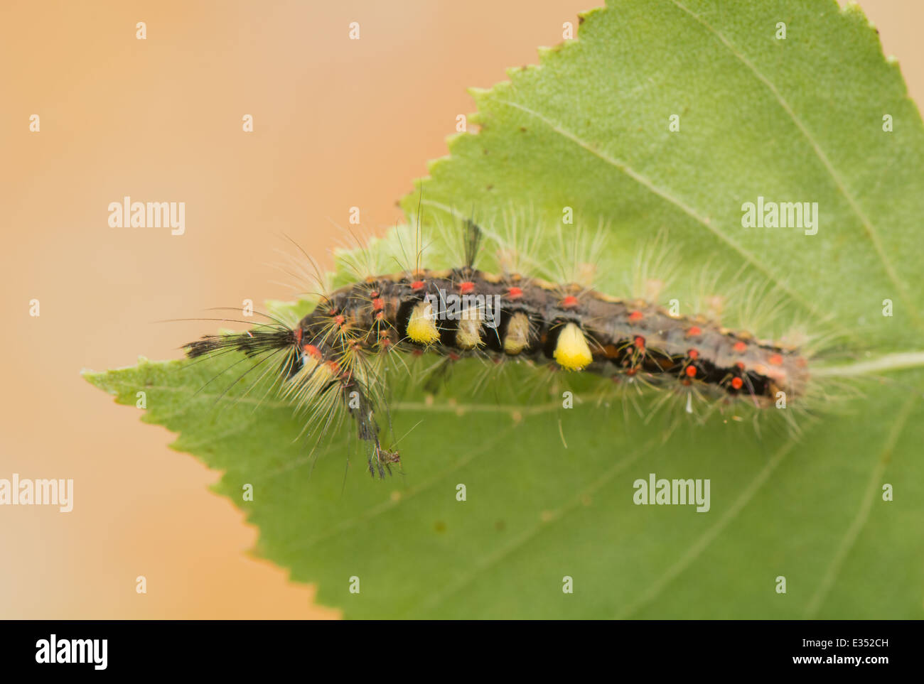 Caterpillar - Orgyia antiqua Stock Photo - Alamy