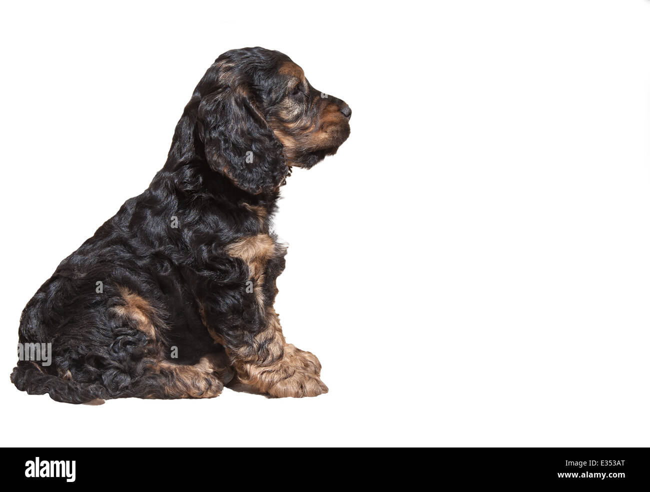 Close up cocker spaniel Cut Out Stock Images & Pictures - Alamy