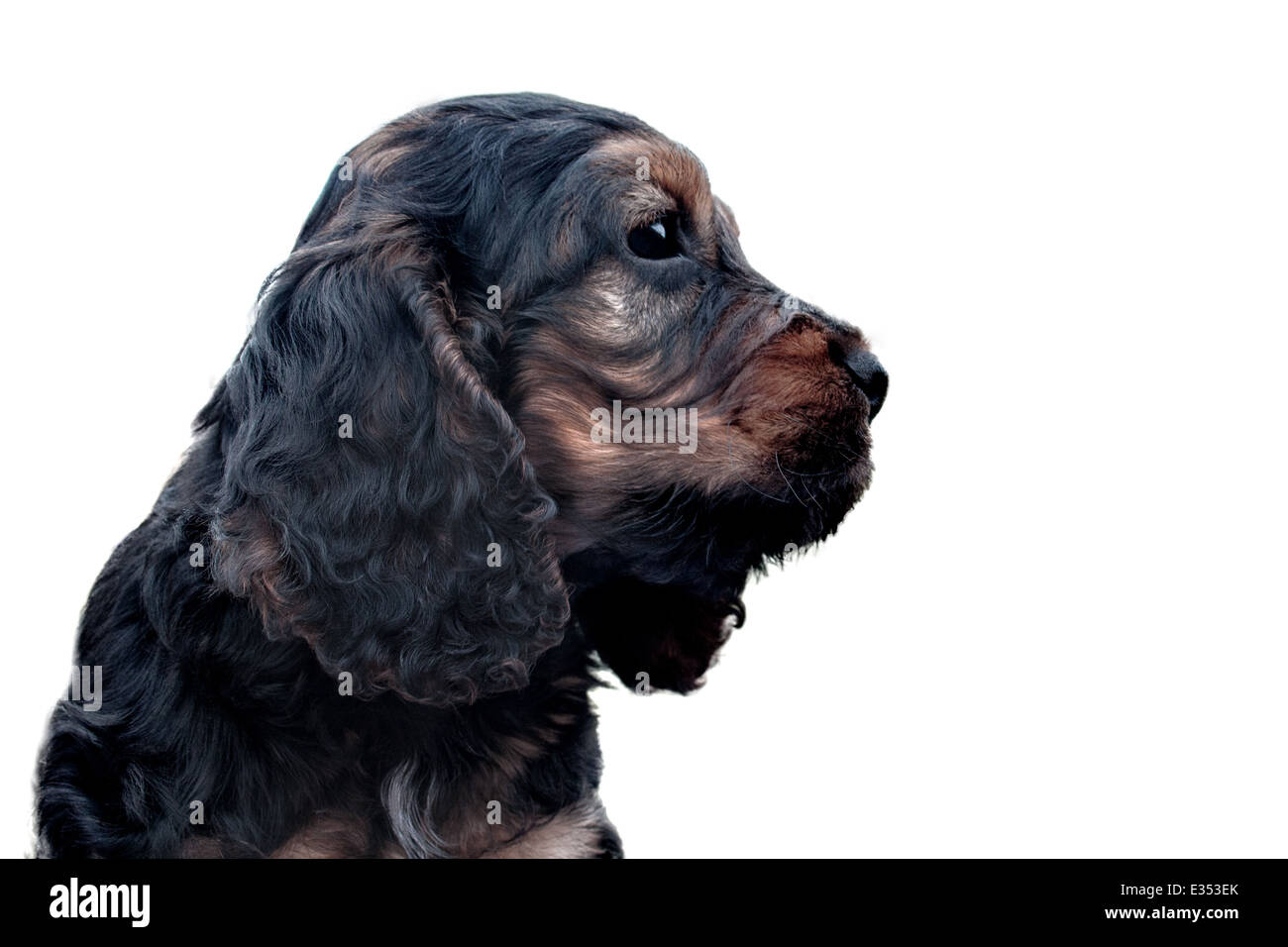Cocker Spaniel Puppy Stock Photo - Alamy