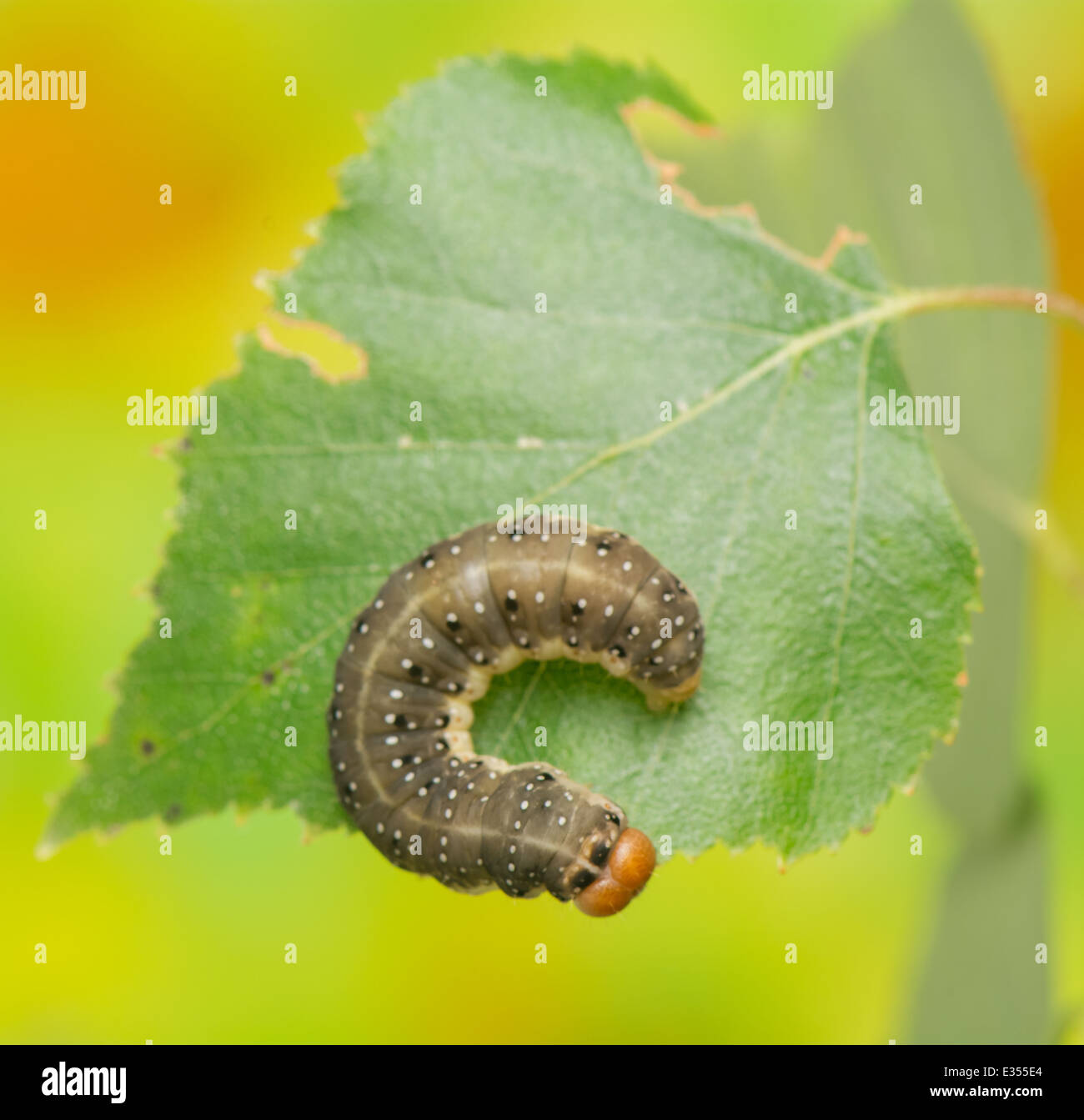 Caterpillar - Achlya flavicornis Stock Photo - Alamy