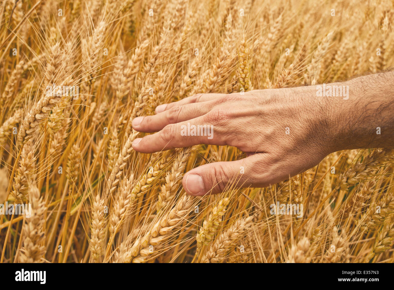 Hand wheat field hi-res stock photography and images - Alamy