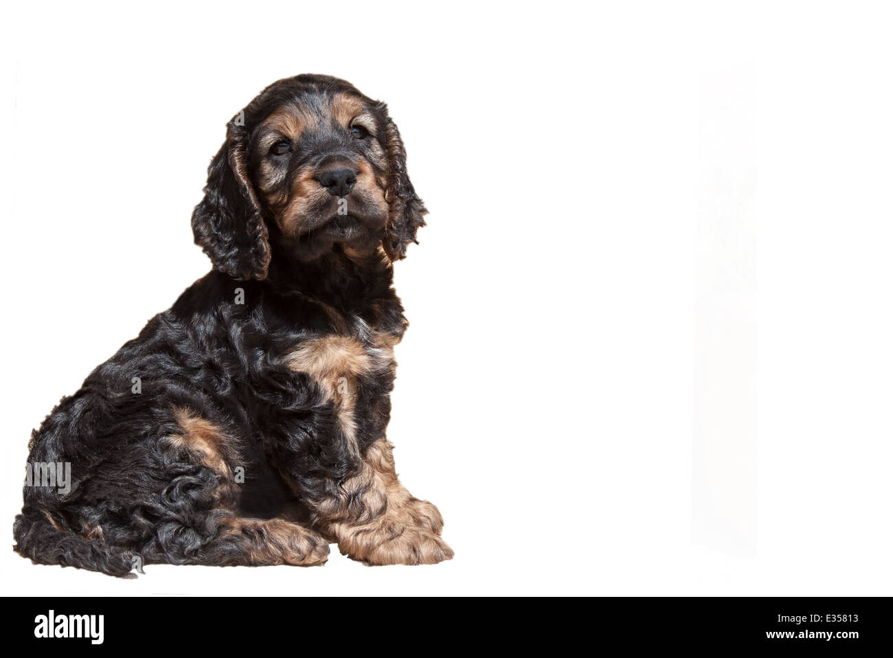 Black cocker spaniel puppy hi-res stock photography and images - Alamy