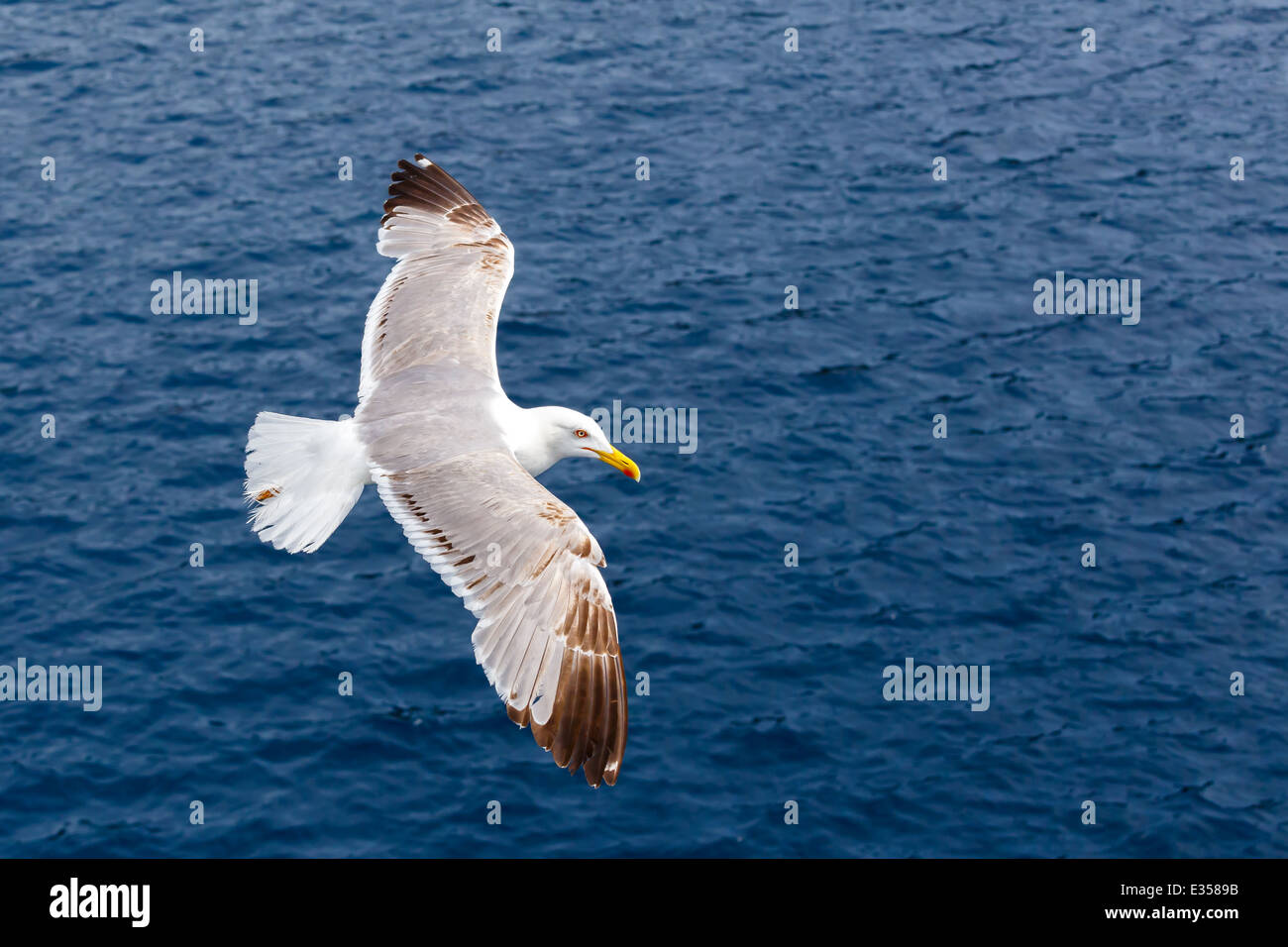 Seagull flying against the blue sea as a background Stock Photo - Alamy