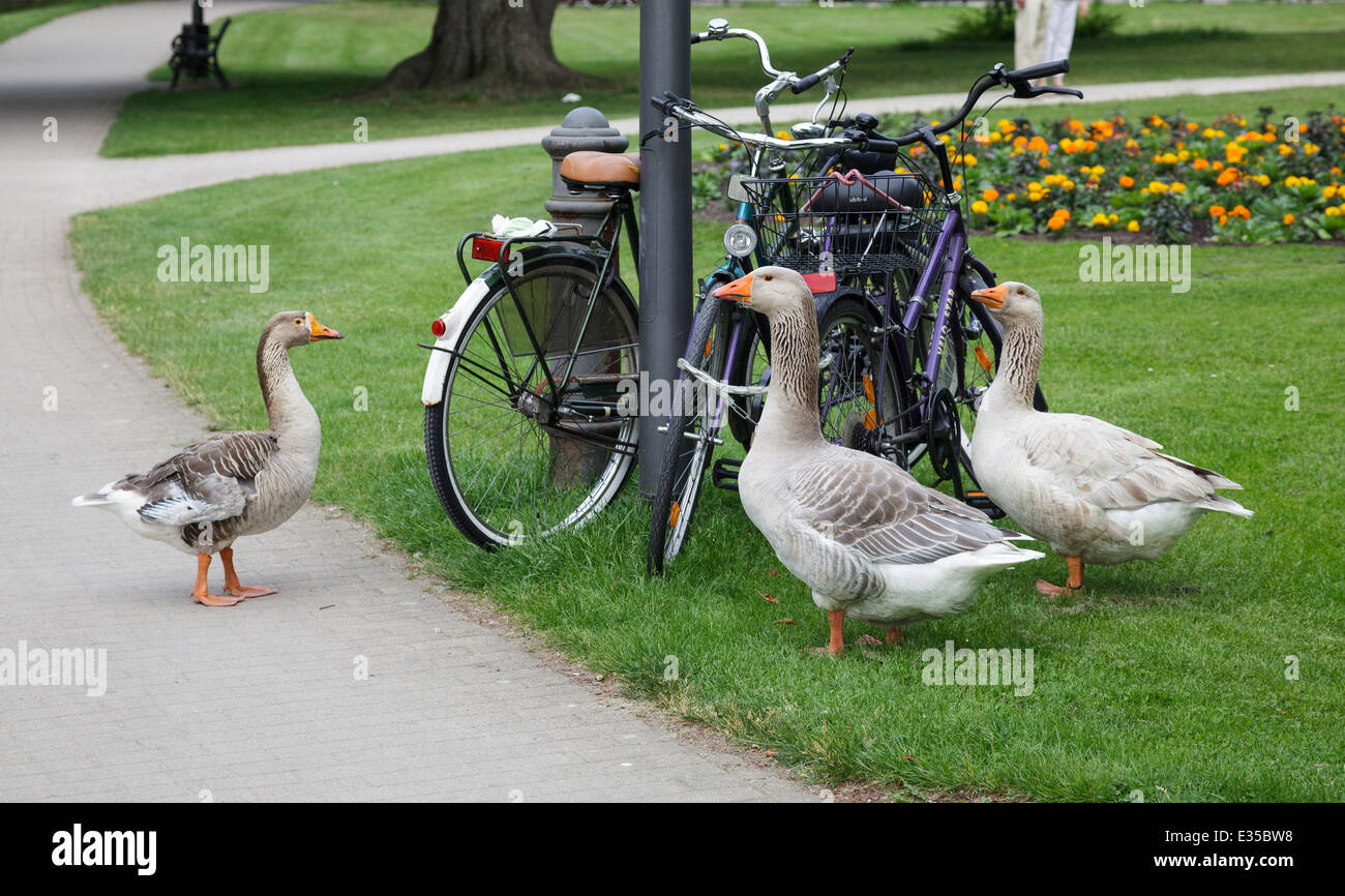 Geese and Bicycles Stock Photo - Alamy
