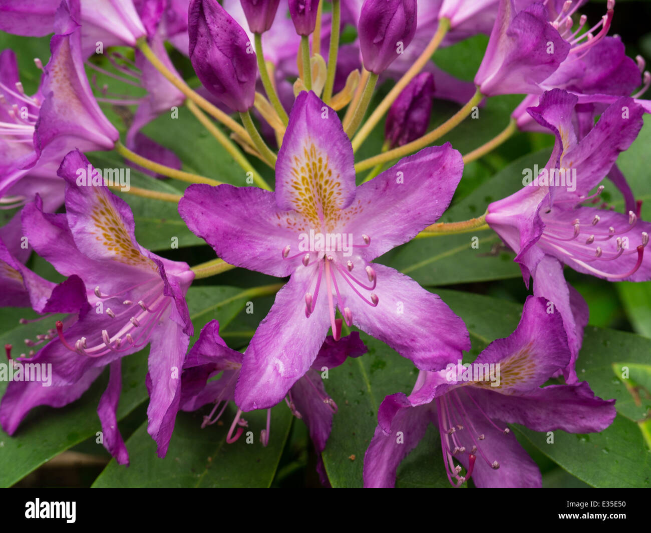 Rhododendron flower hi-res stock photography and images - Alamy