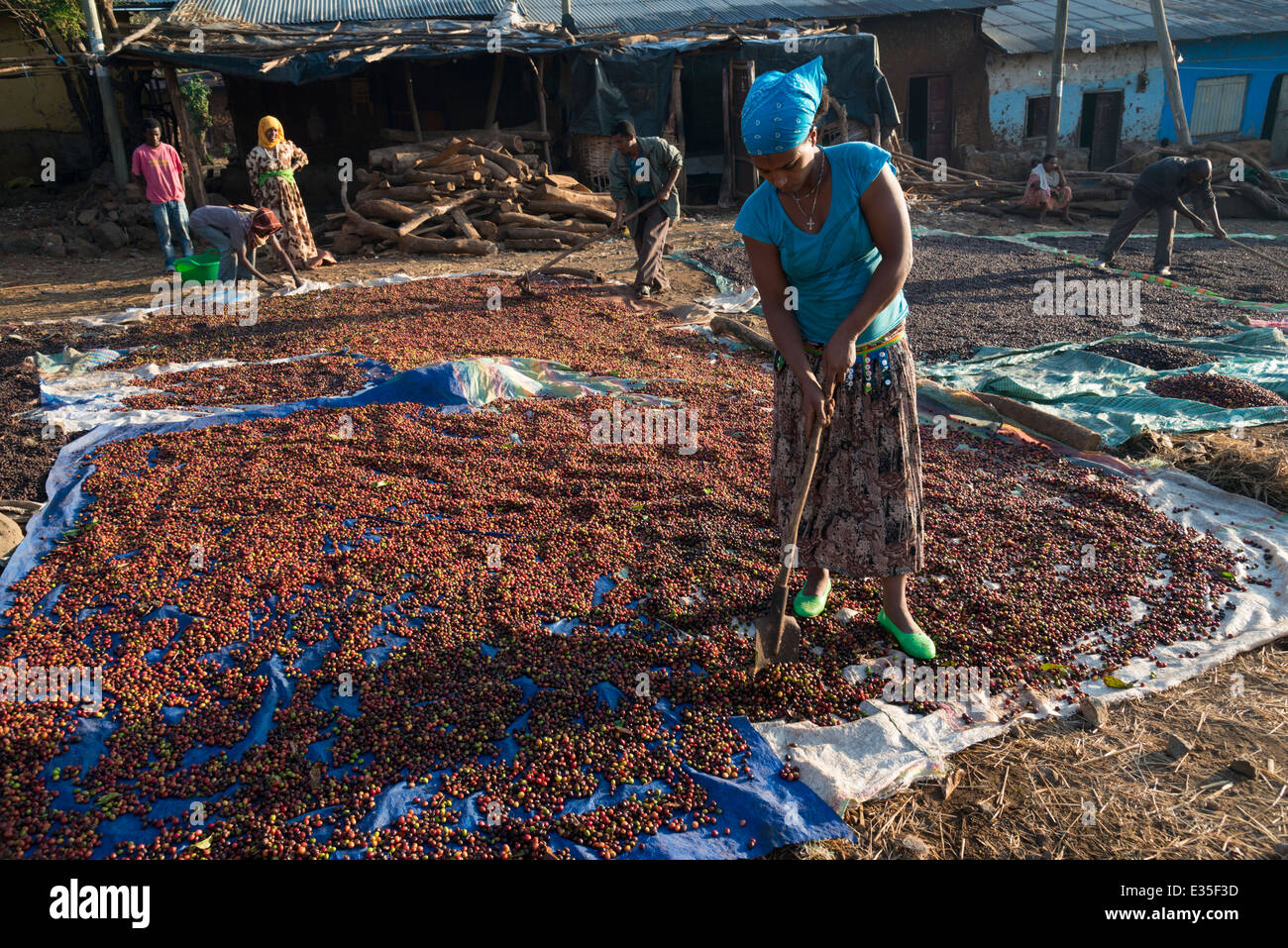 Coffee beans drying in the sun. Afaf. Zege peninsula. Lake Tana ...