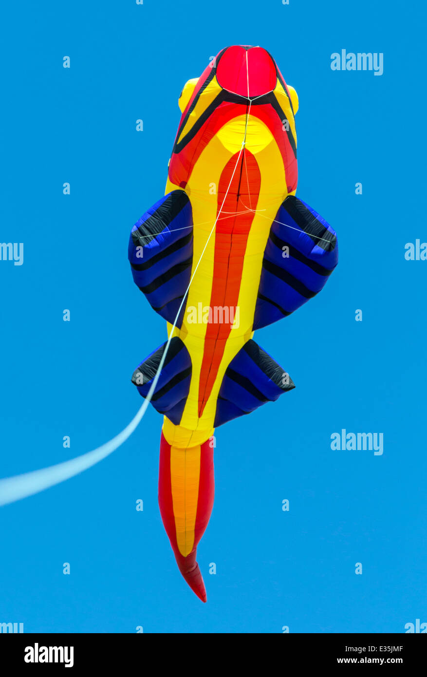 Fish shaped kite flying against cobalt blue Colorado sky Stock Photo ...