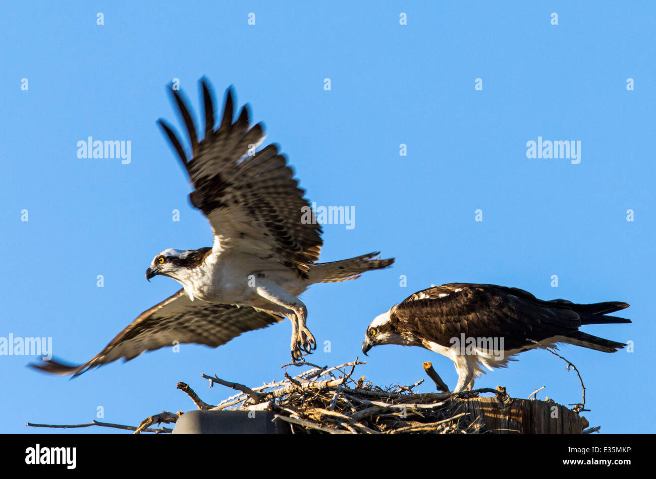 Osprey flying from nest, Pandion haliaetus, sea hawk, fish eagle, river ...