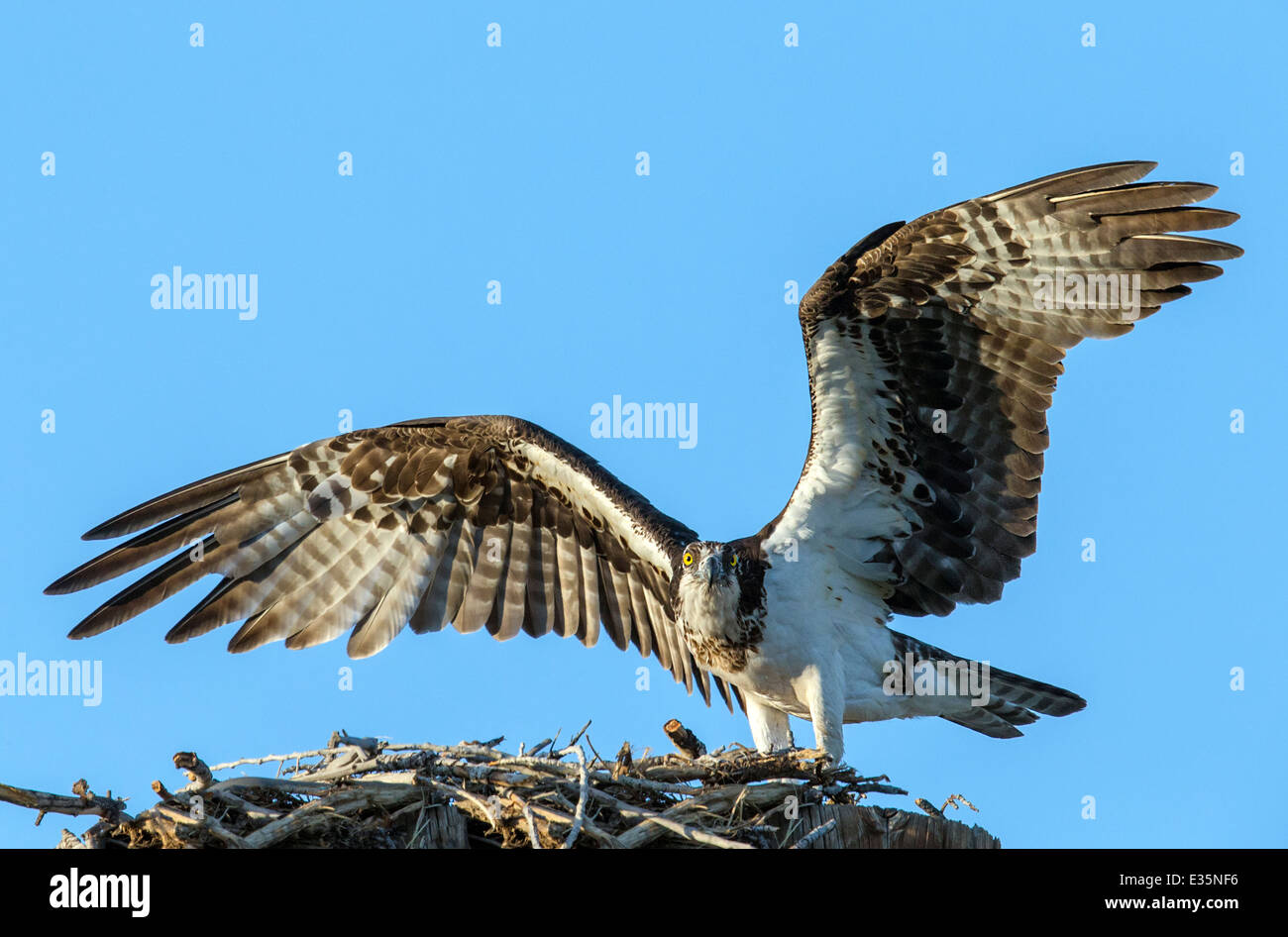 Osprey on nest, Pandion haliaetus, sea hawk, fish eagle, river hawk ...