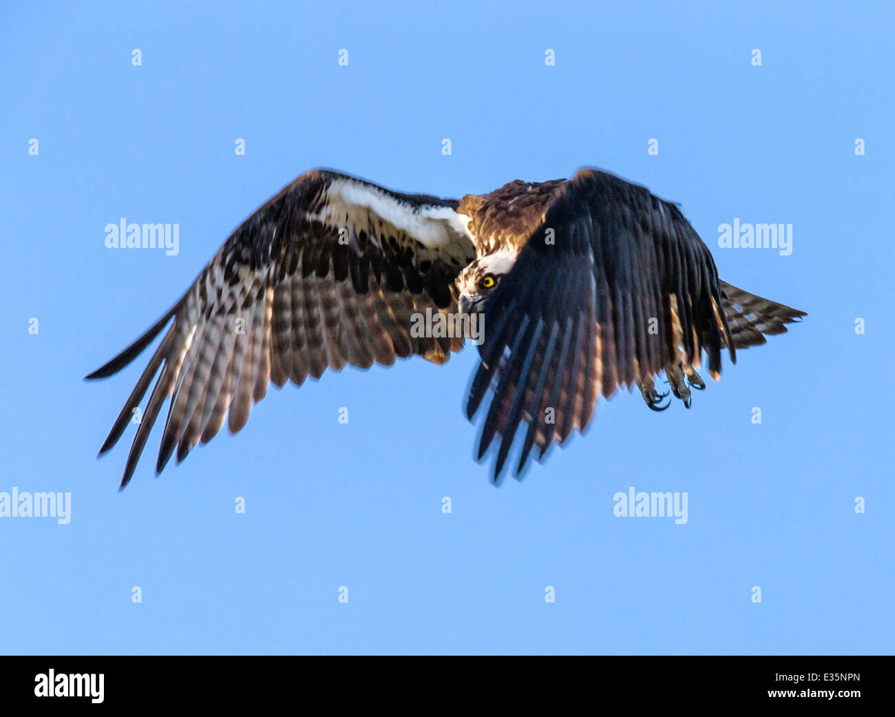 Flight flying flap wings wildlife hi-res stock photography and images ...