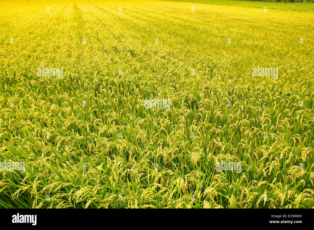 Rice field ready for harvest on summer Stock Photo - Alamy