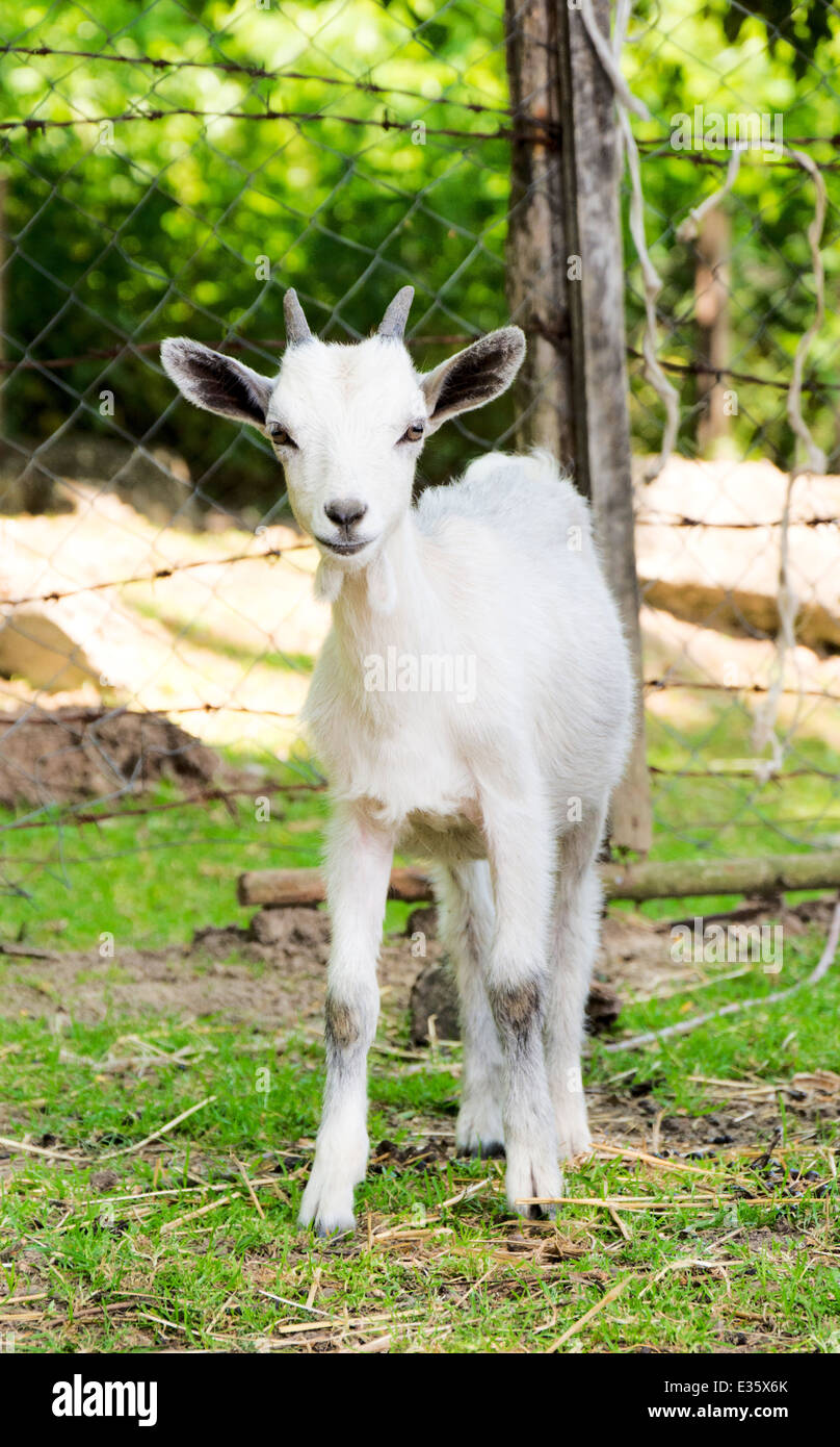 Little goat at the farm yard Stock Photo - Alamy