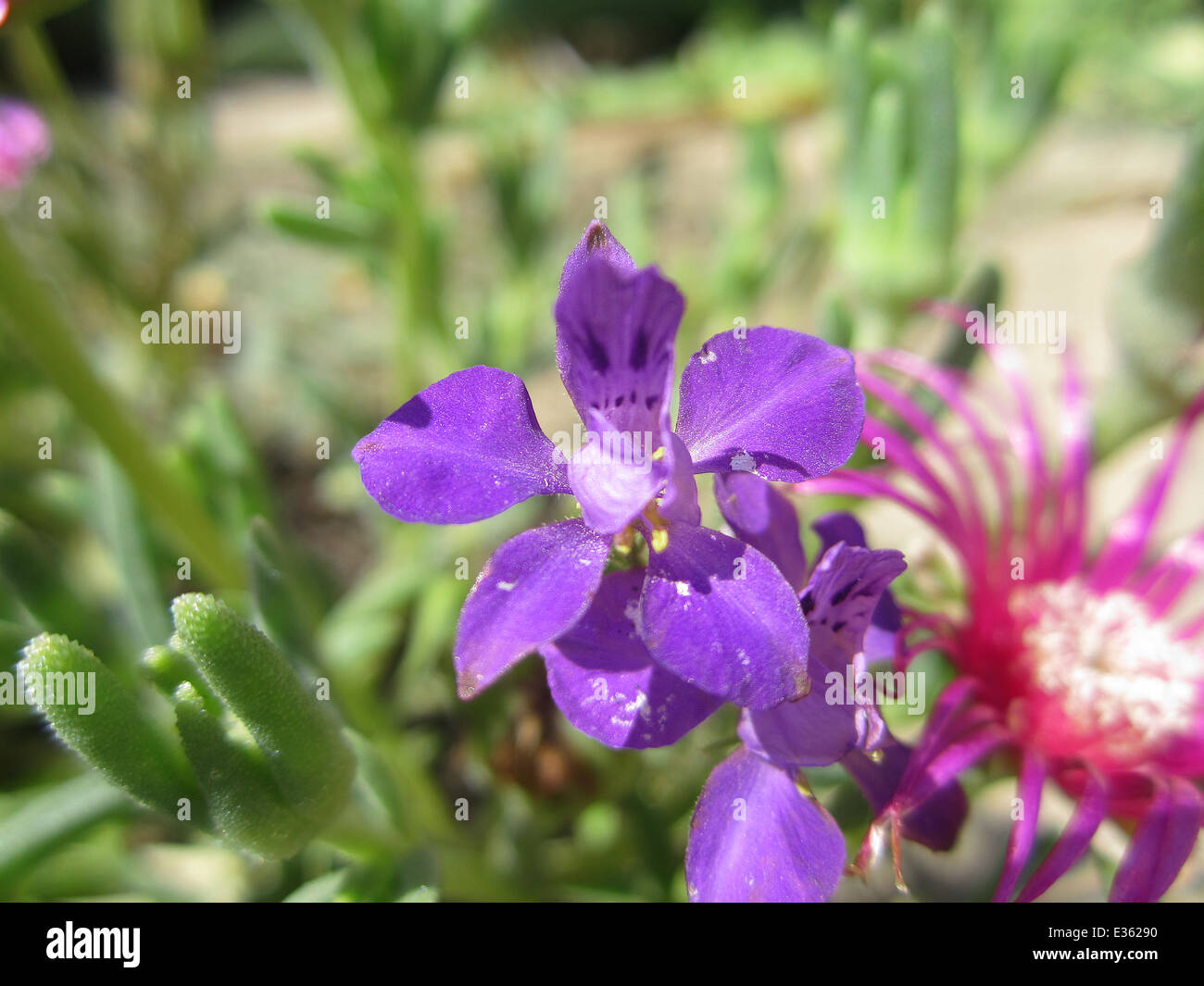Sad flower hi-res stock photography and images - Alamy