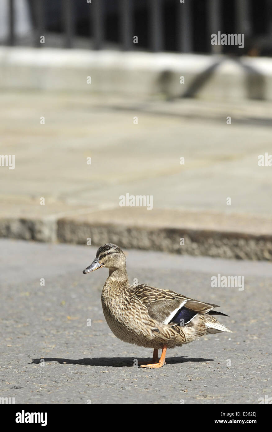 A Duck outside 10 Downing Street Featuring: Atmosphere Where: London ...