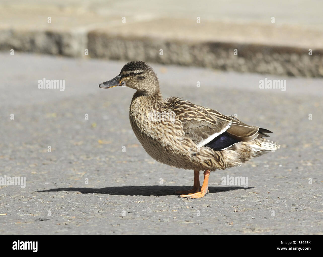 A Duck outside 10 Downing Street Featuring: Atmosphere Where: London ...