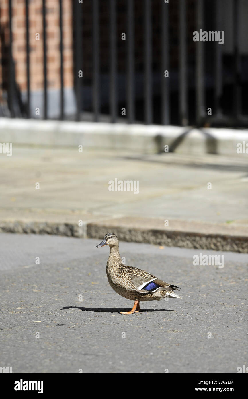 A Duck outside 10 Downing Street Featuring: Atmosphere Where: London ...