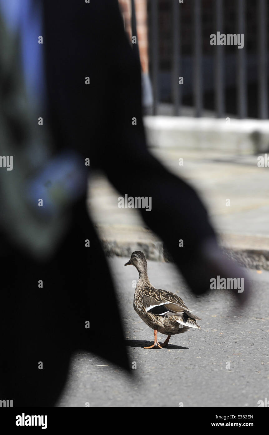 A Duck outside 10 Downing Street Featuring: Atmosphere Where: London ...