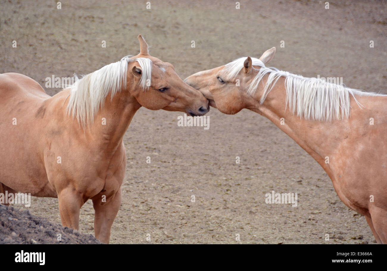 Portrait of two brown palomino horses playing together in a corral in ...