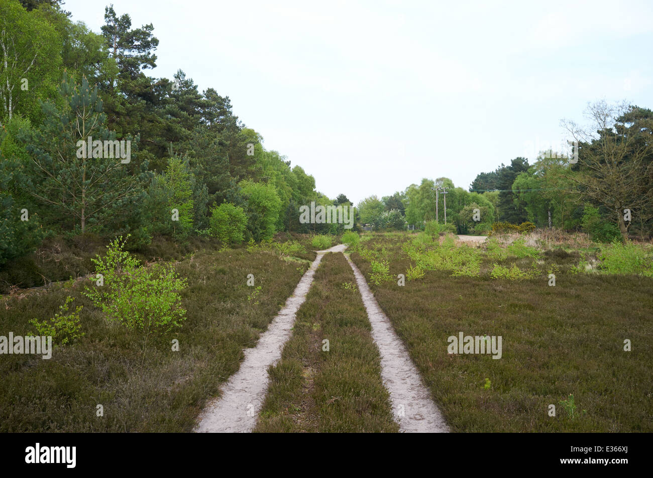Track going through woodland, Sutton Heath, Suffolk, UK Stock Photo - Alamy