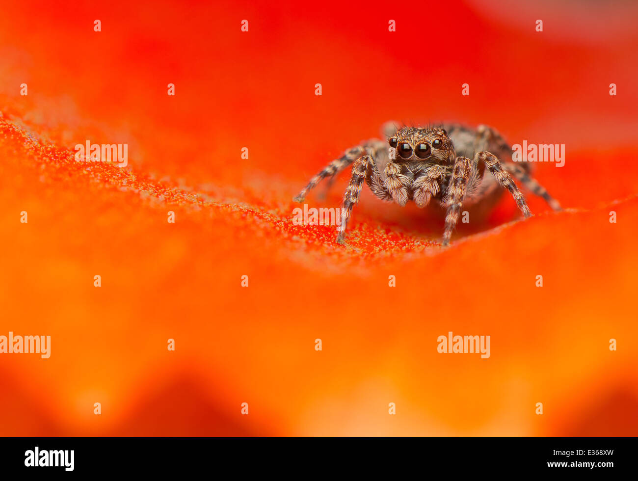 Jumping spider - Sitticus pubescens Stock Photo - Alamy