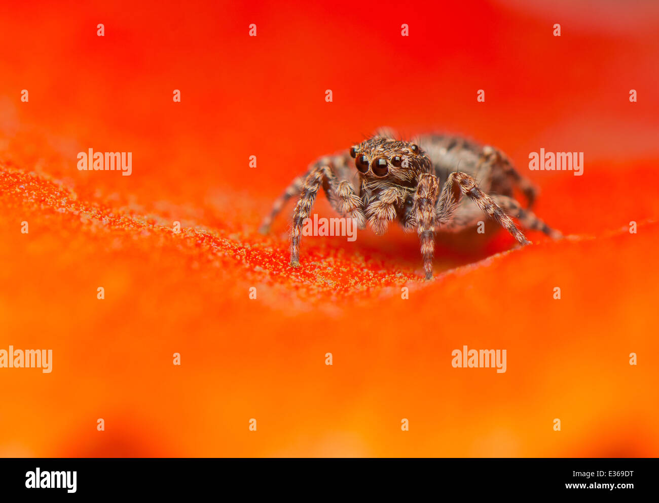 Jumping spider - Sitticus pubescens Stock Photo - Alamy