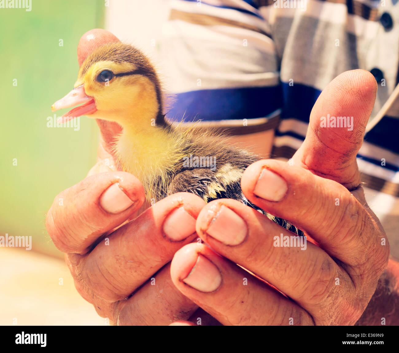 Selective focus on the little duck in man hands Stock Photo - Alamy
