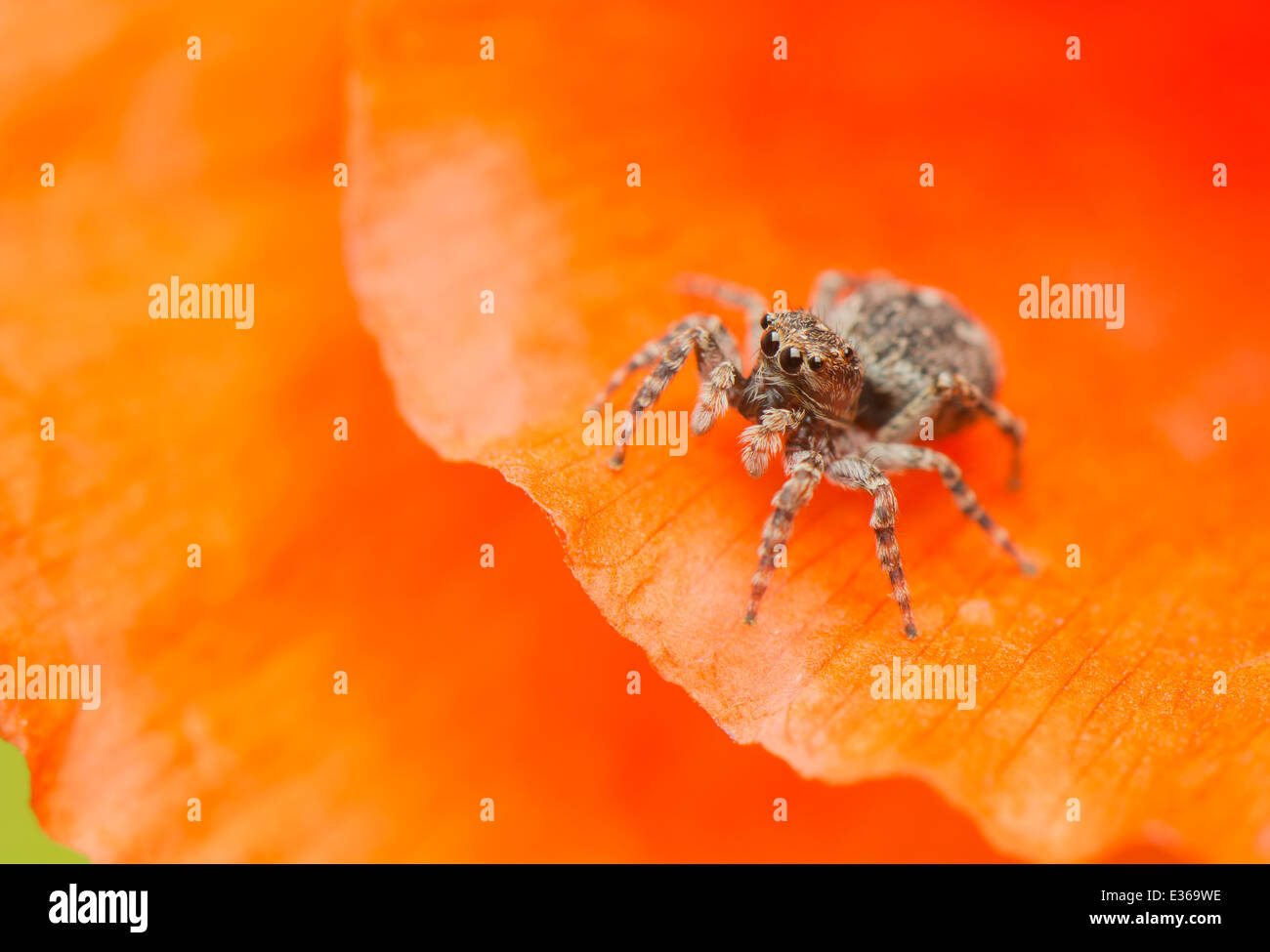 Jumping spider - Sitticus pubescens Stock Photo - Alamy