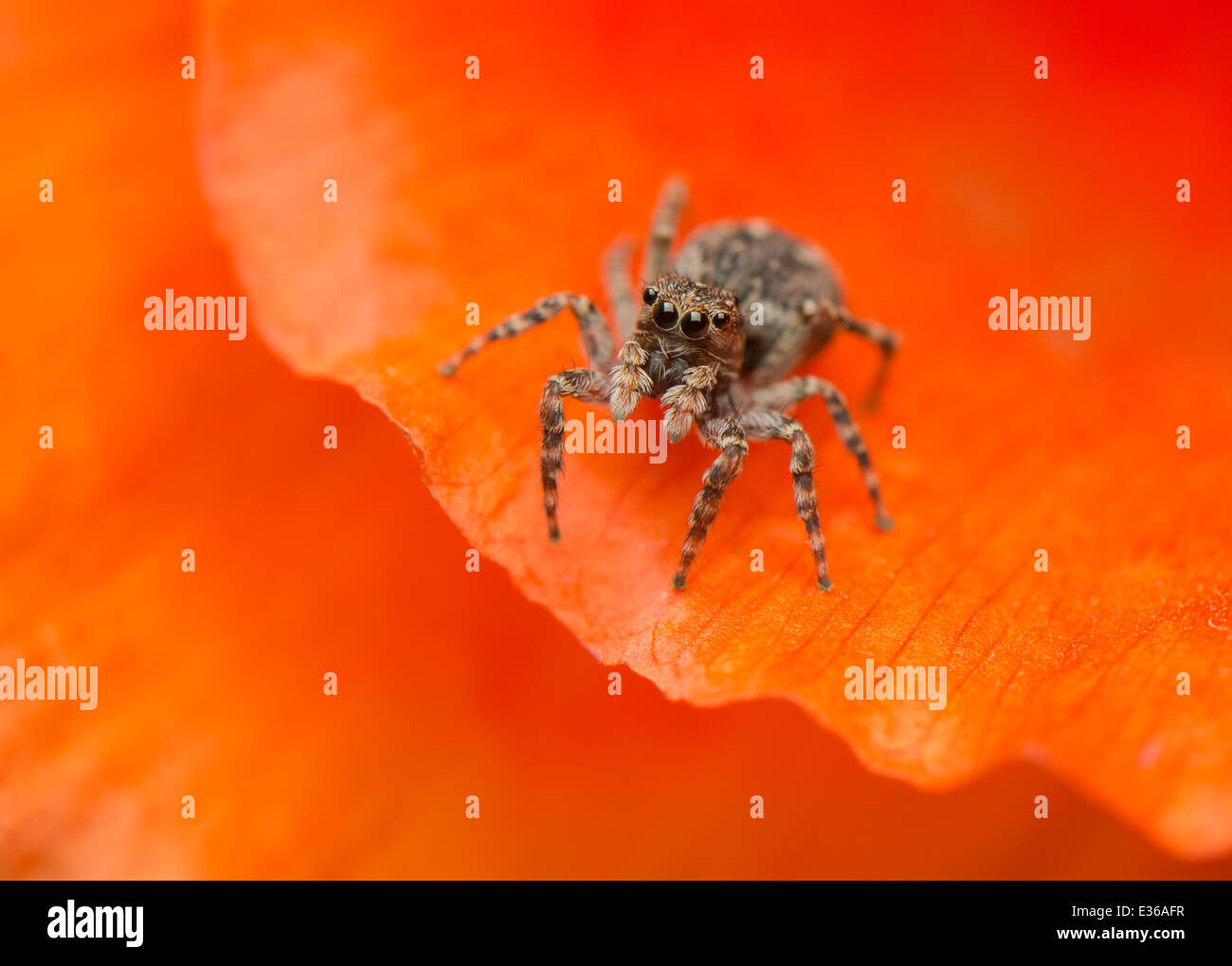Jumping spider - Sitticus pubescens Stock Photo - Alamy