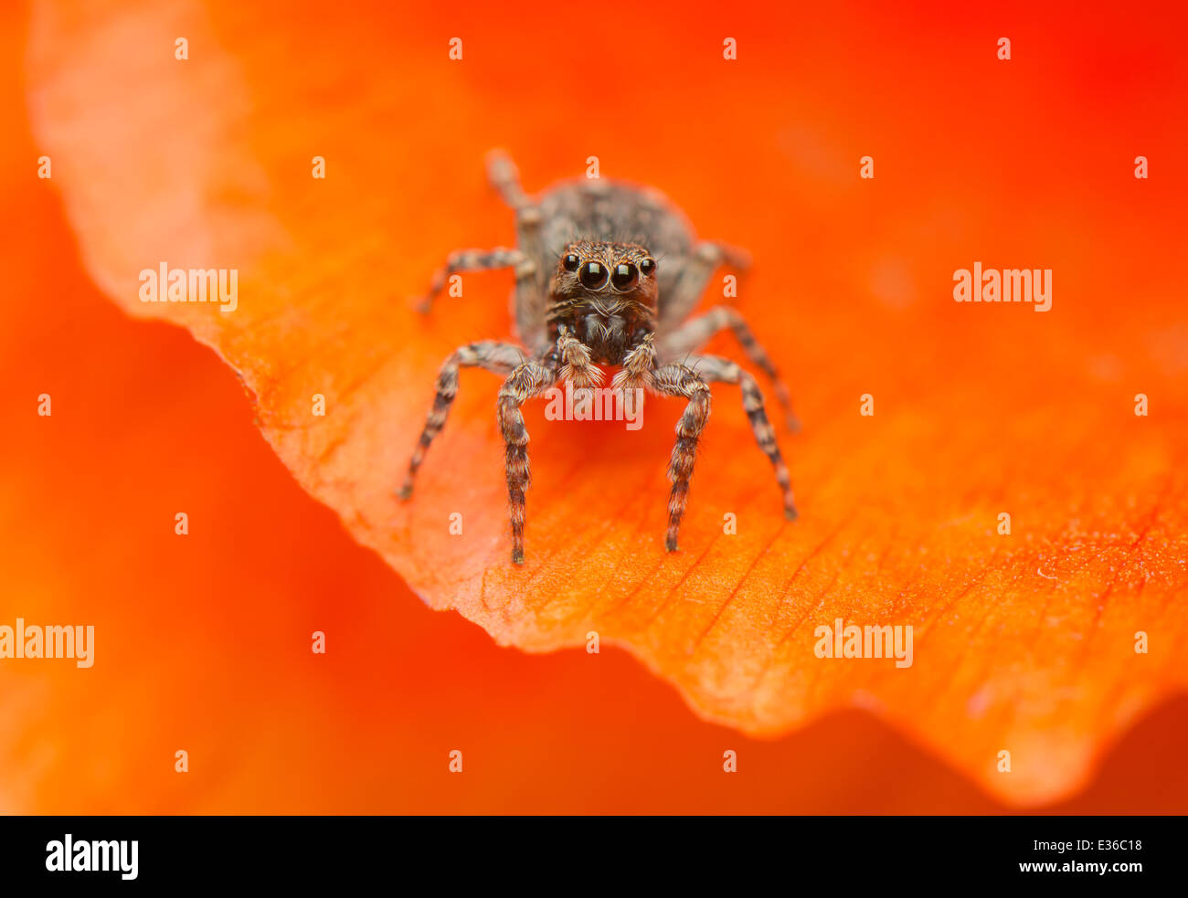Jumping spider - Sitticus pubescens Stock Photo - Alamy