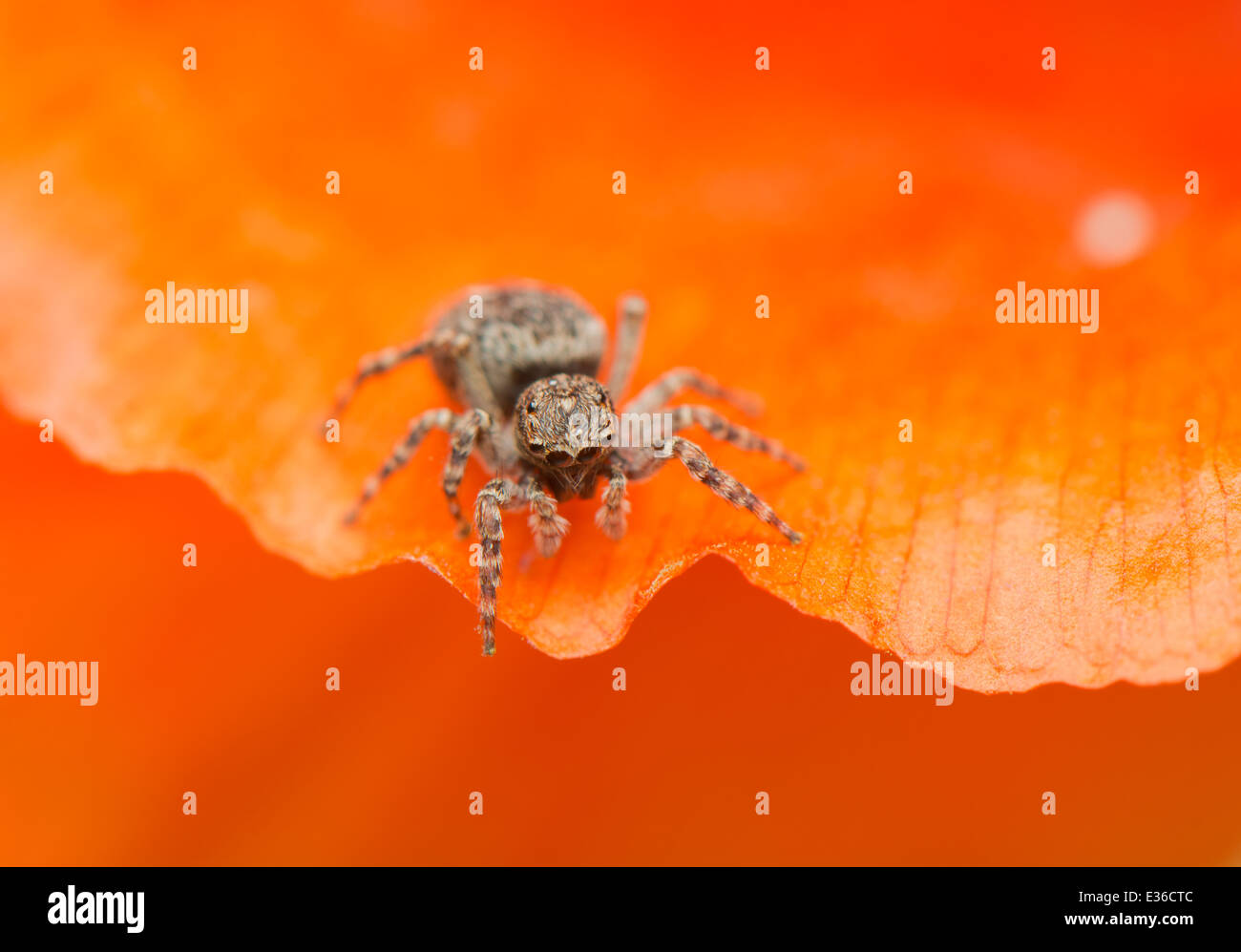 Jumping spider - Sitticus pubescens Stock Photo - Alamy