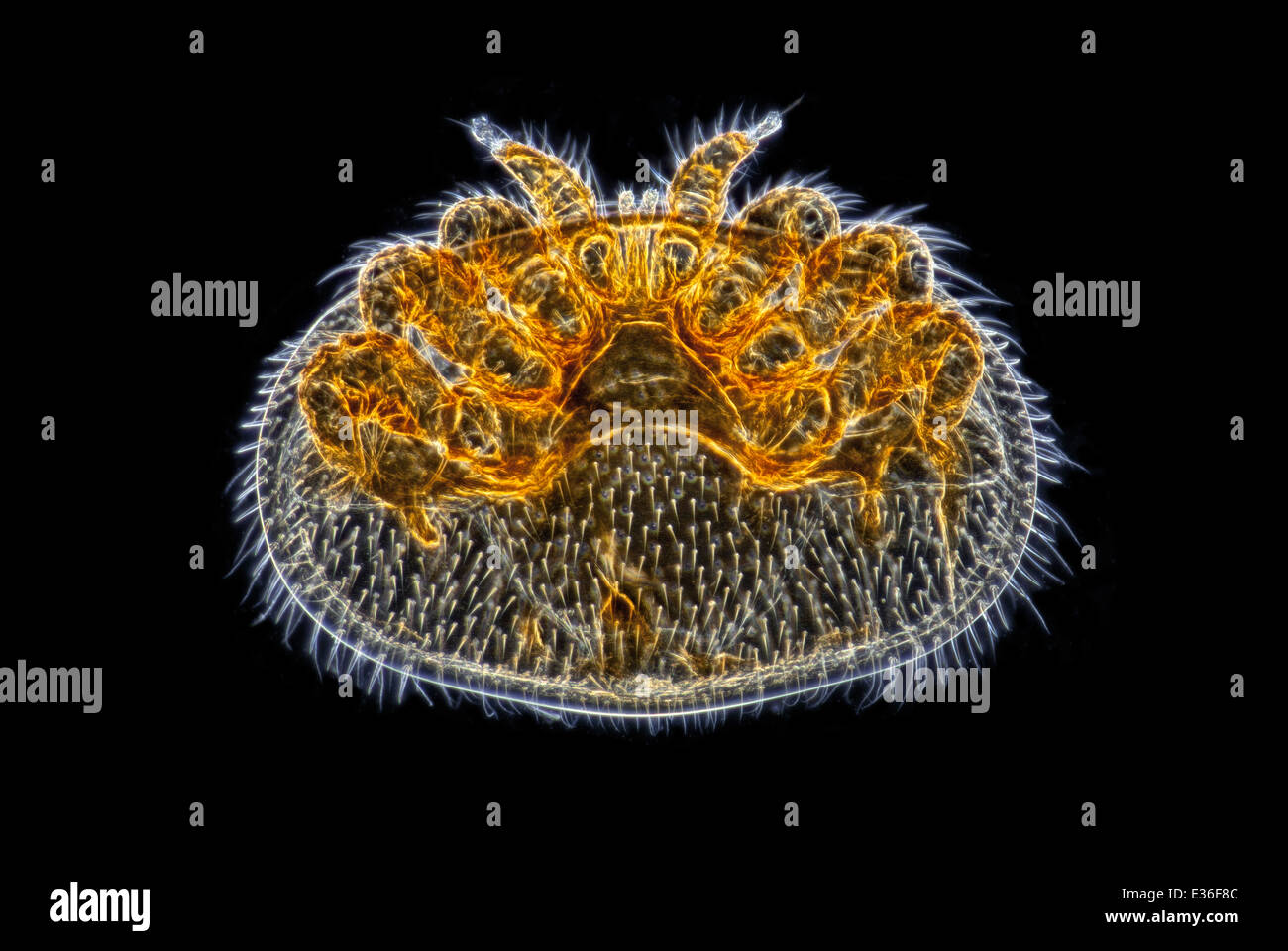 Bee hive hemolymph honey parasite darkfield photomicrograph hi-res ...