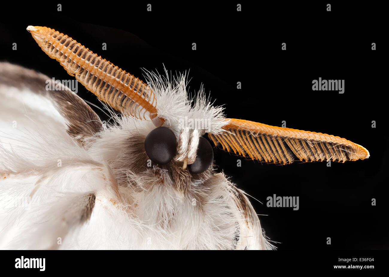 The Yellow-tail, Goldtail Moth or Swan Moth (Euproctis similis) head ...