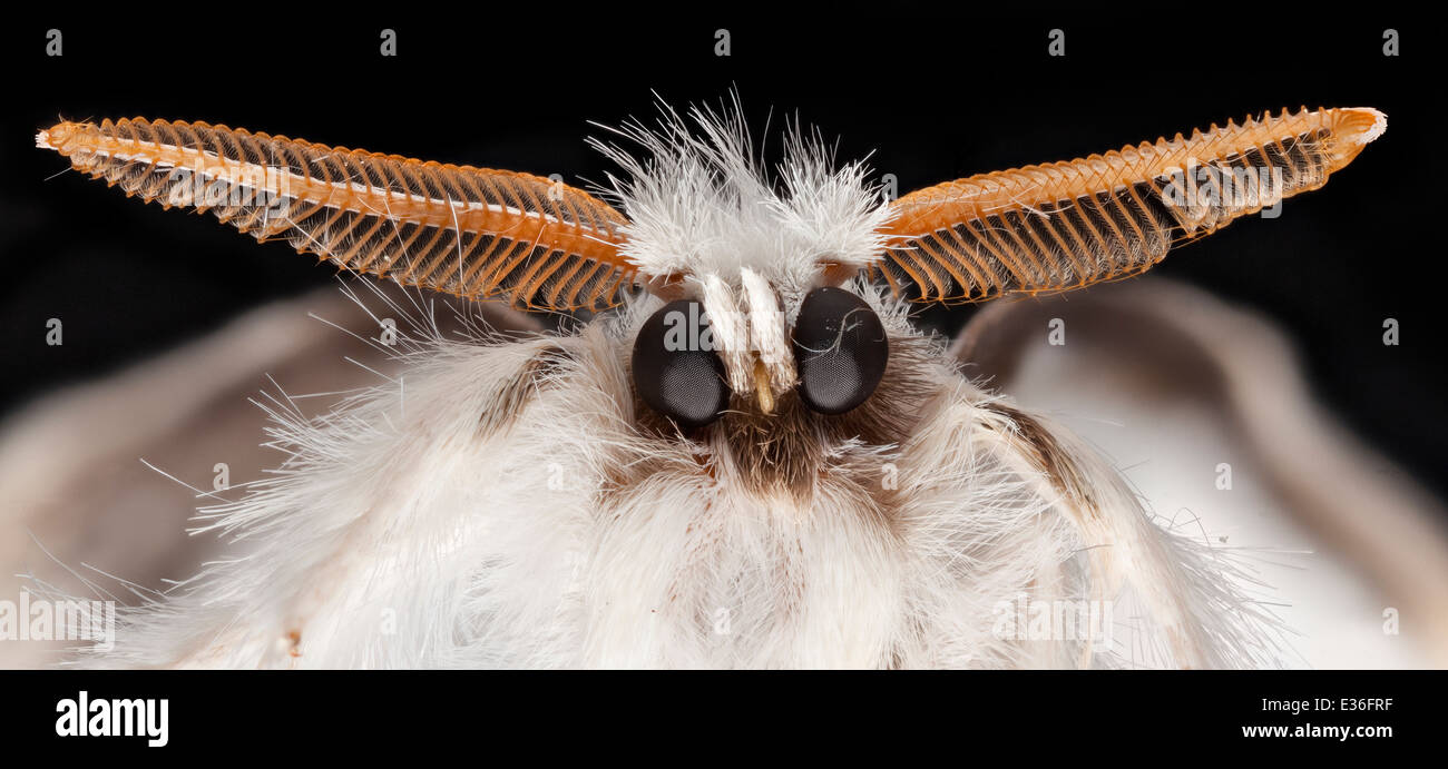 The Yellow-tail, Goldtail Moth or Swan Moth (Euproctis similis) head ...