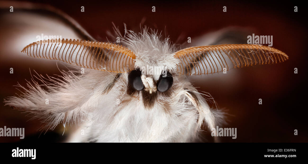 Goldtail moth swan moth euproctis similis head detail showing antennae ...